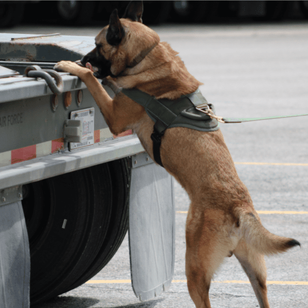 Trained Dogs for Sale - Custom Canine Unlimited Trained Dogs for Sale - Custom Canine Unlimited